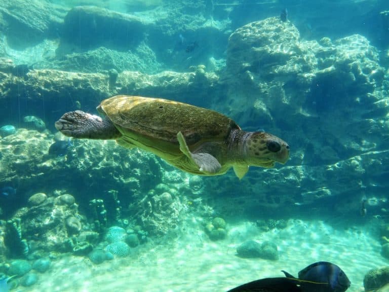 Visit SeaWorld's Antarctica, and Turtle Trek