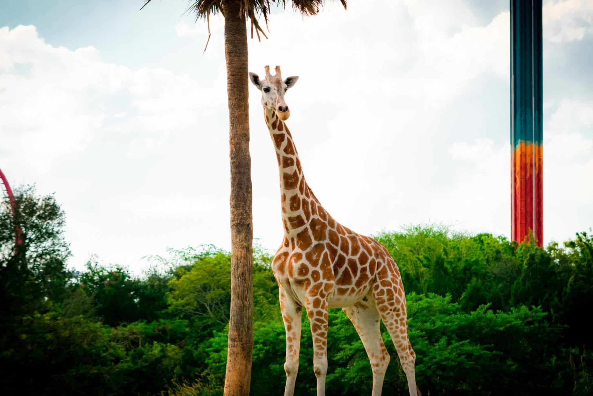 Rides and Attractions at Busch Gardens Tampa Bay: Complete Guide and ...