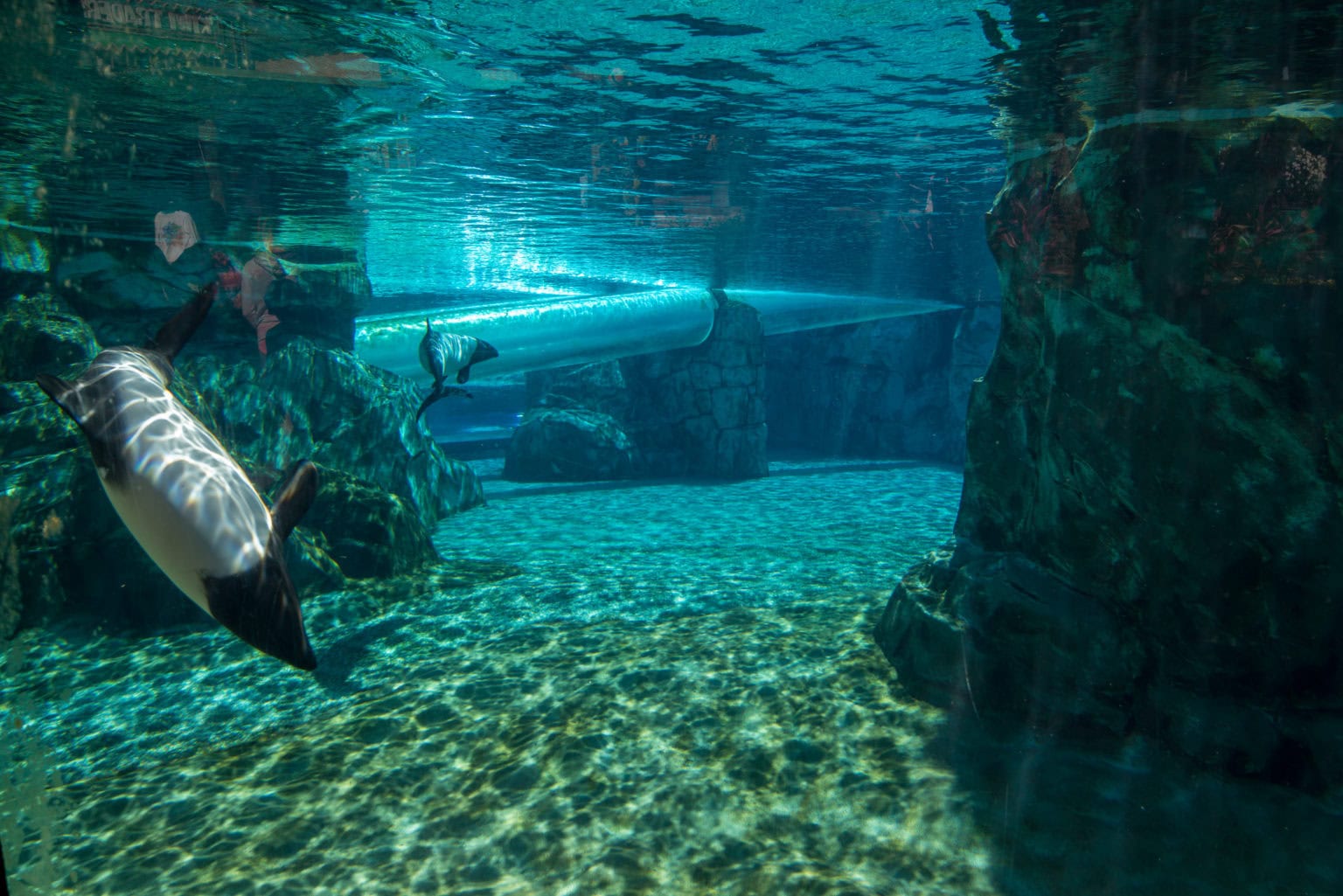 Aquatica Orlando: Complete Guide and Overview | Orlando Informer