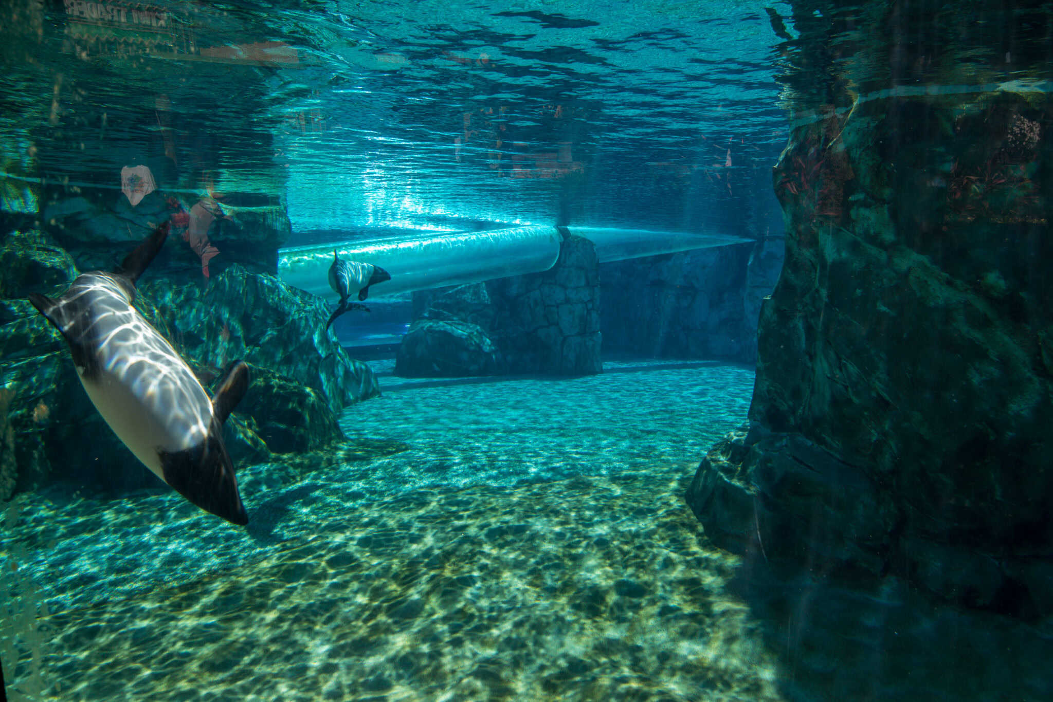 Aquatica Orlando: Complete Guide and Overview | Orlando Informer