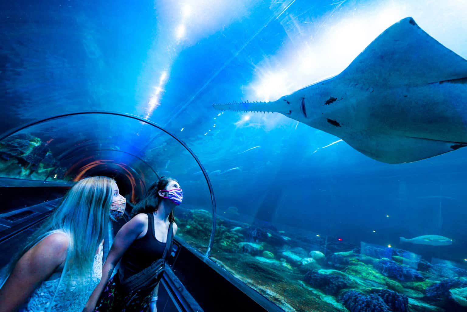 Shark Encounter at SeaWorld Orlando | Orlando Informer