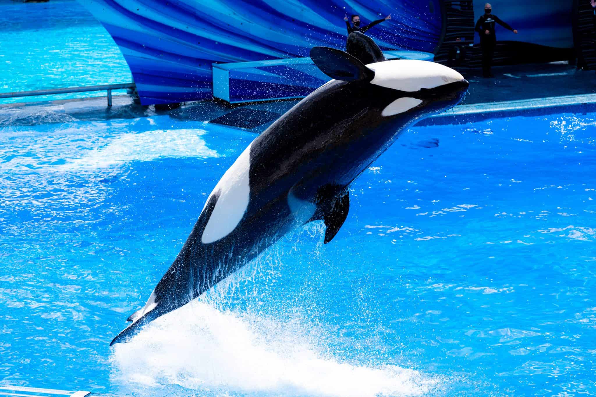 Shows and Entertainment at SeaWorld Orlando - Complete Guide | Orlando ...