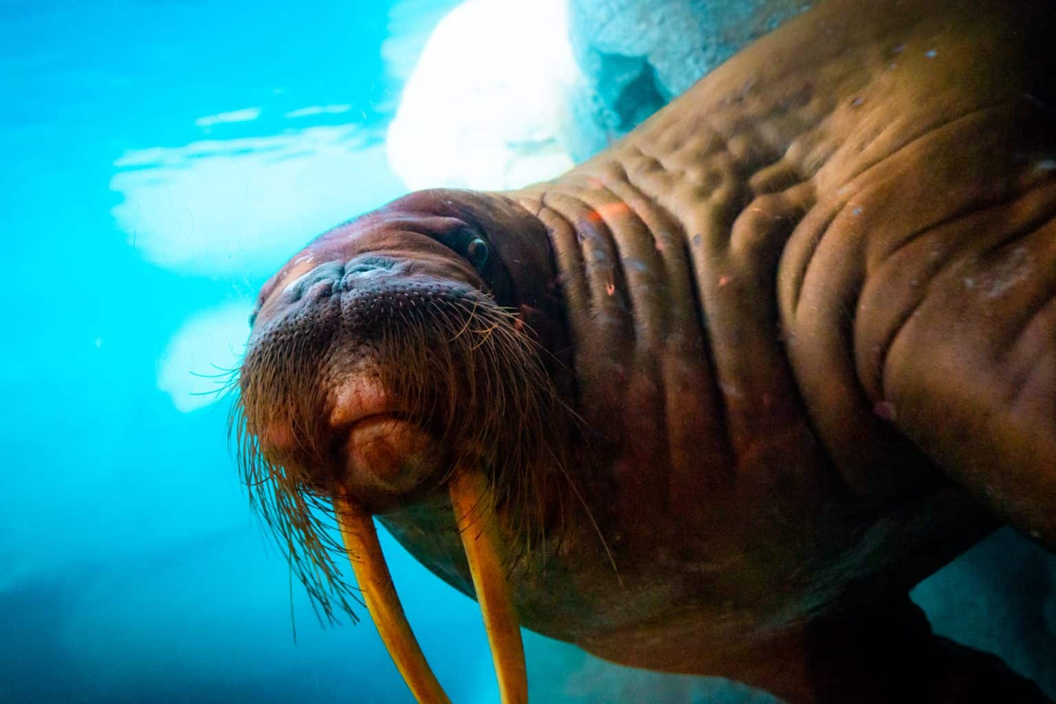 Top Things to do at SeaWorld Orlando for Non-Roller Coaster Riders