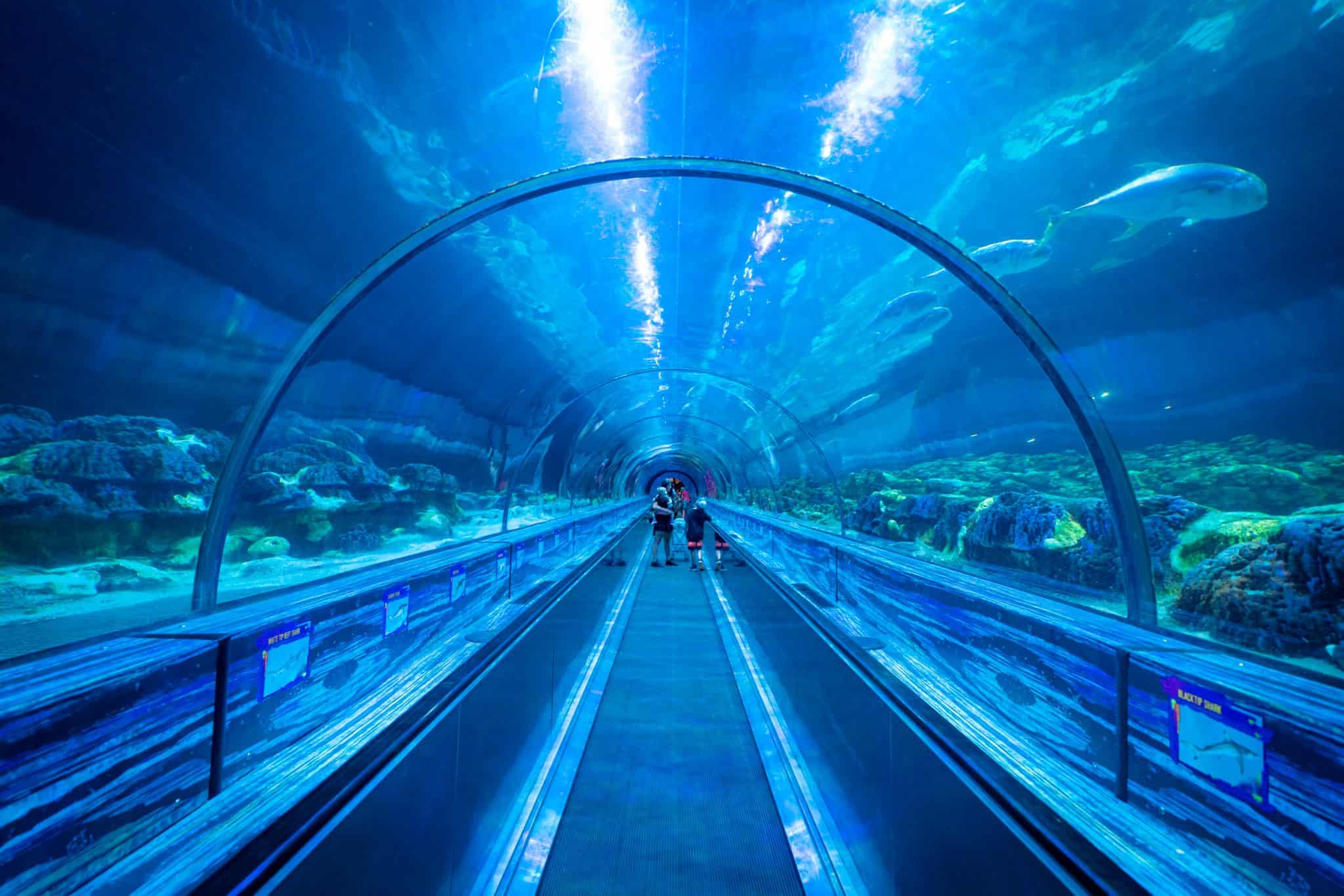 SeaWorld Fun Facts That Will Make Your Day