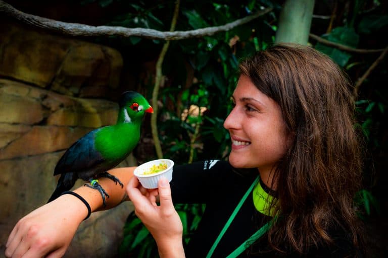 Discovery Cove: Complete Guide and Overview | Orlando Informer