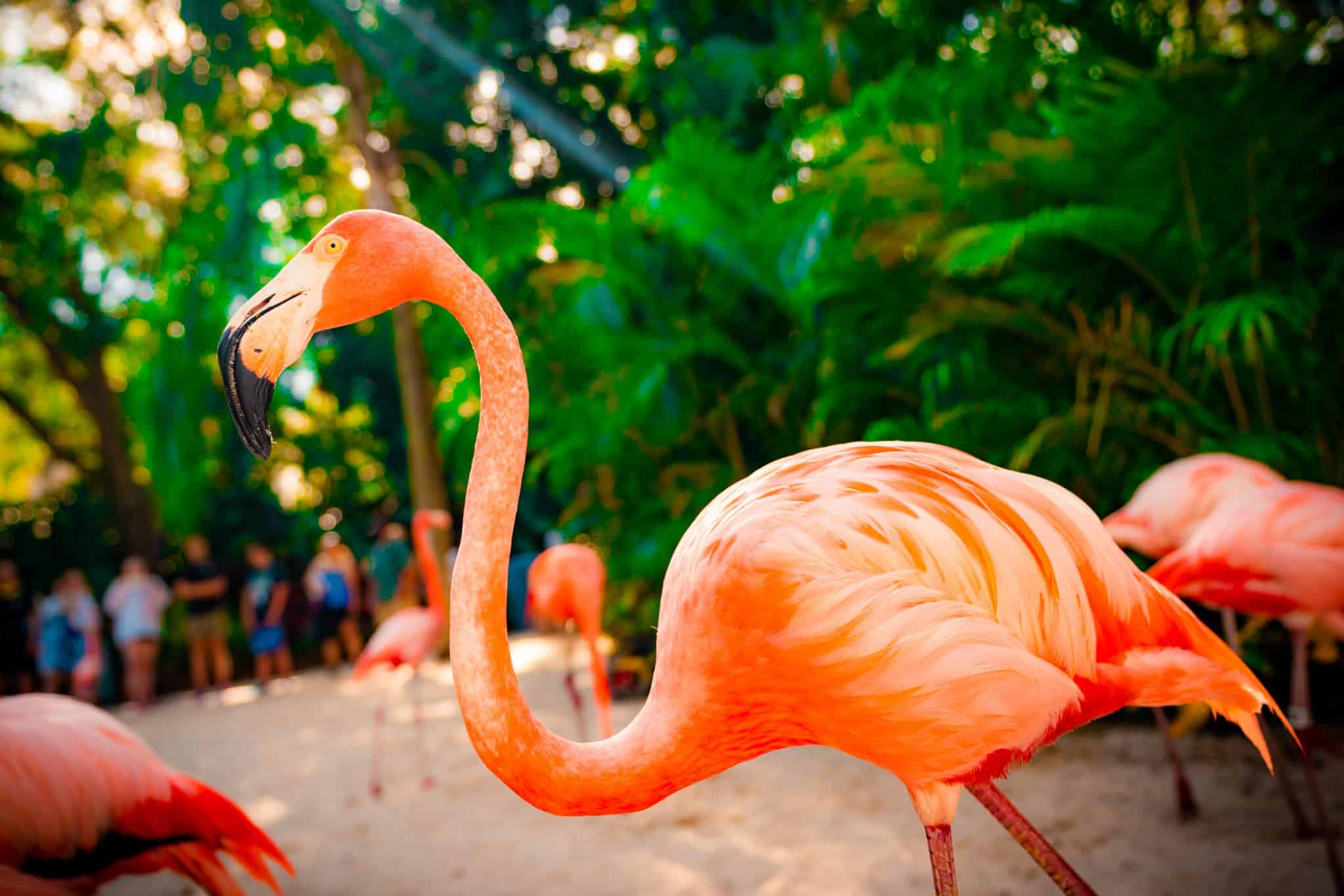 Discovery Cove: Complete Guide and Overview | Orlando Informer