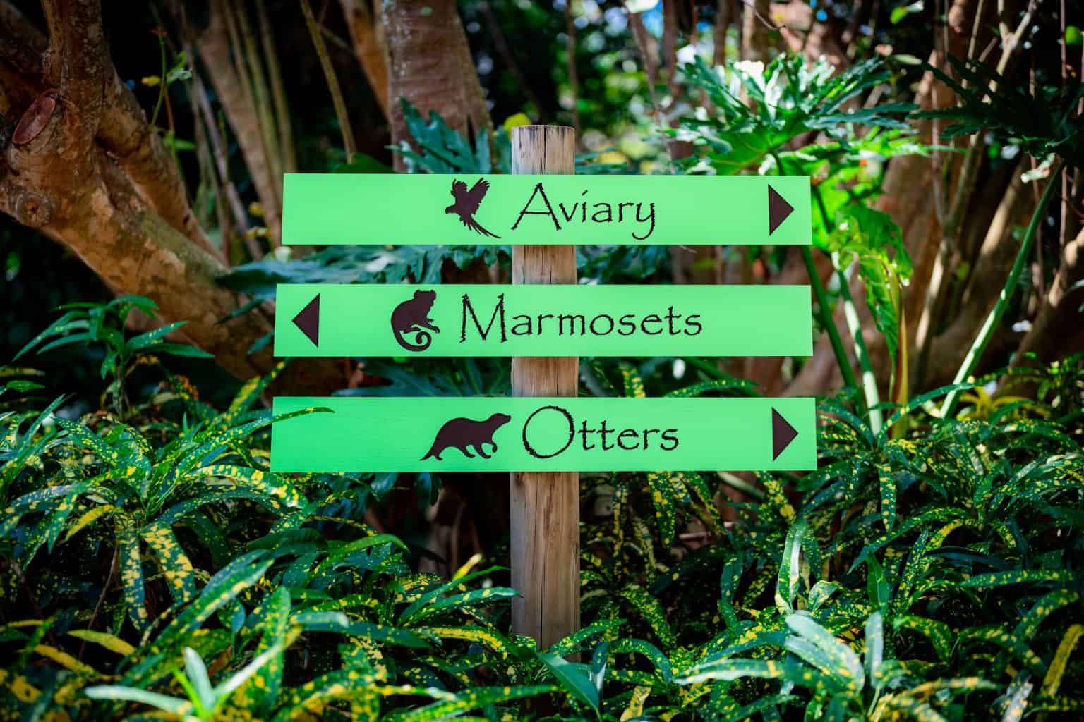 Discover 10 Awesome Animals You Can Meet at Discovery Cove