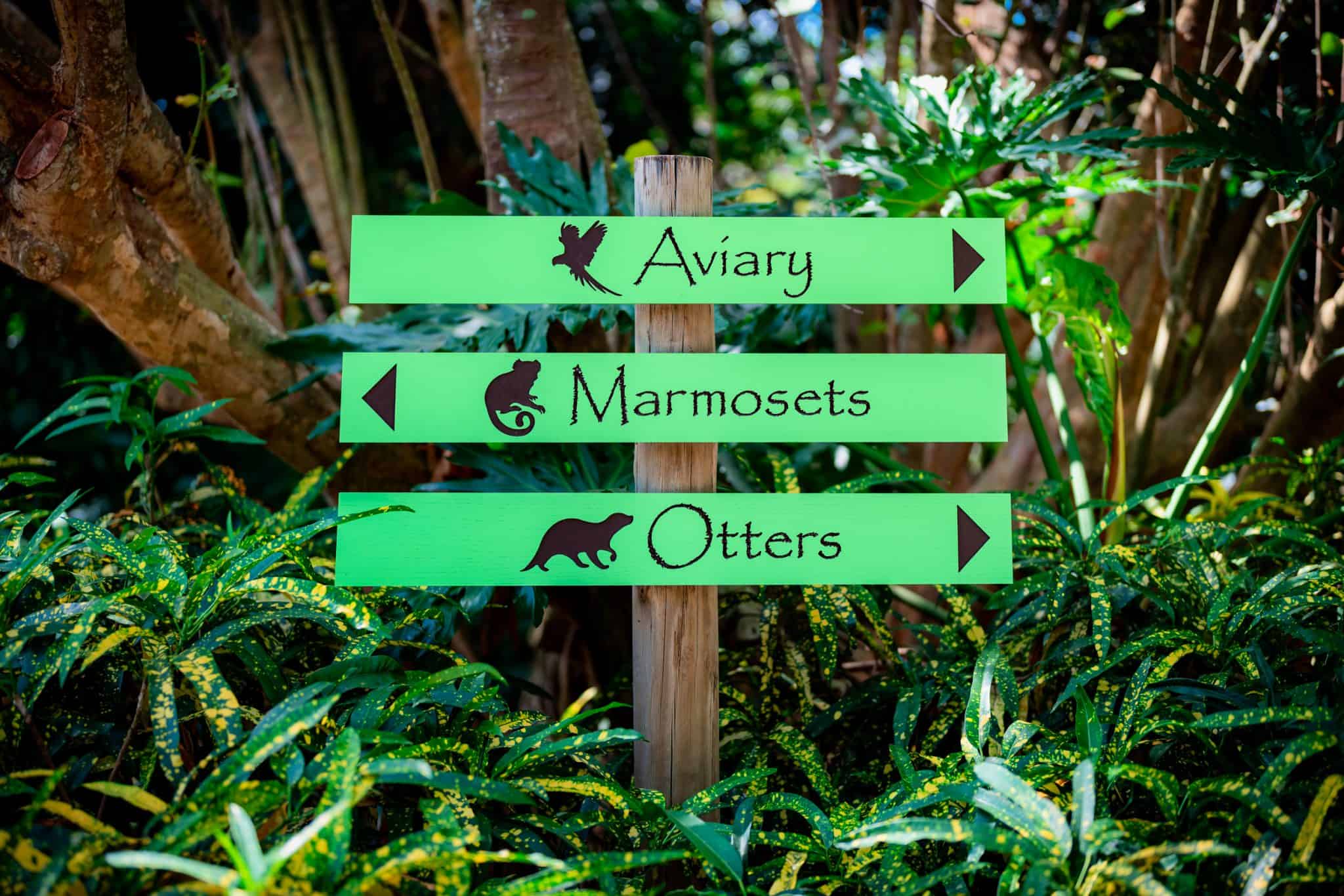 Discover 10 Awesome Animals You Can Meet at Discovery Cove