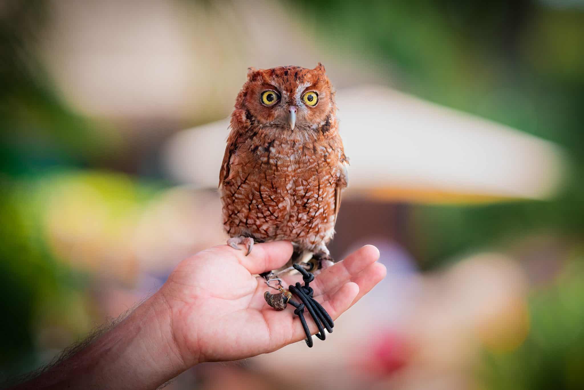 Exploring Discovery Cove: The Ultimate Guide for Animal Lovers