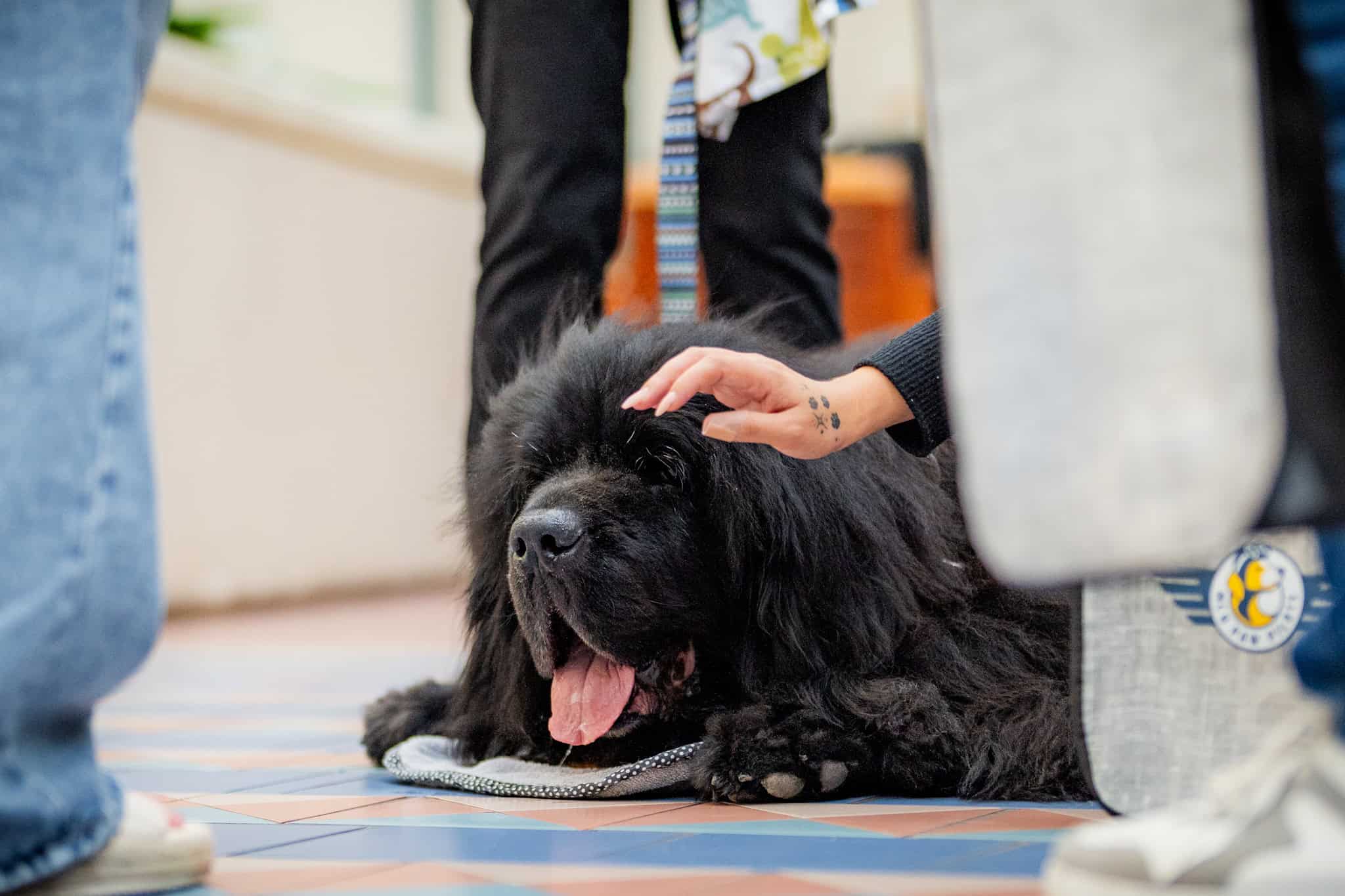 MCO Paw Pilots: 5 Years of Service at Orlando International Airport