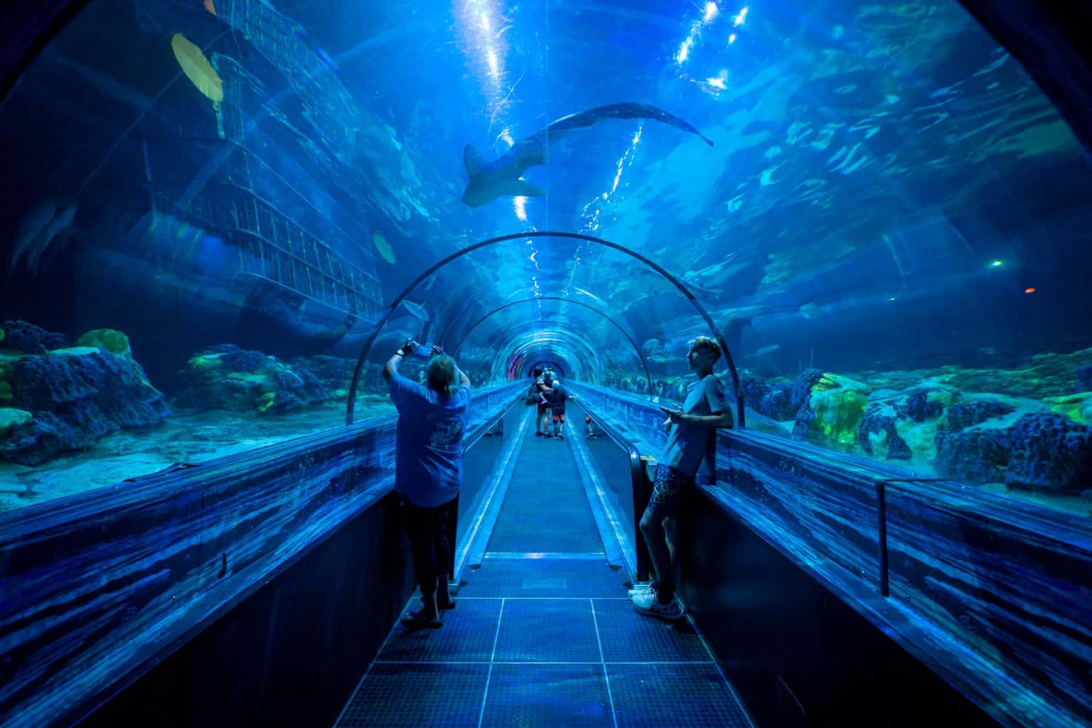 Shark Encounter at SeaWorld Orlando | Orlando Informer